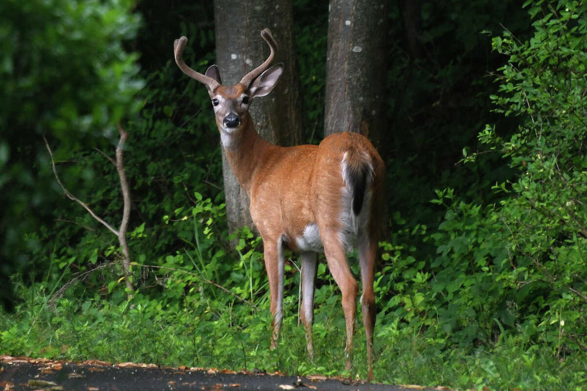 Fewer deer killed by Connecticut hunters and drivers in 2024: Report