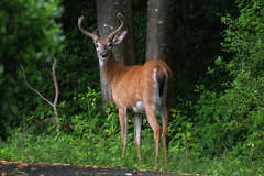 CT's fall firearm deer hunting season to begin: what to know