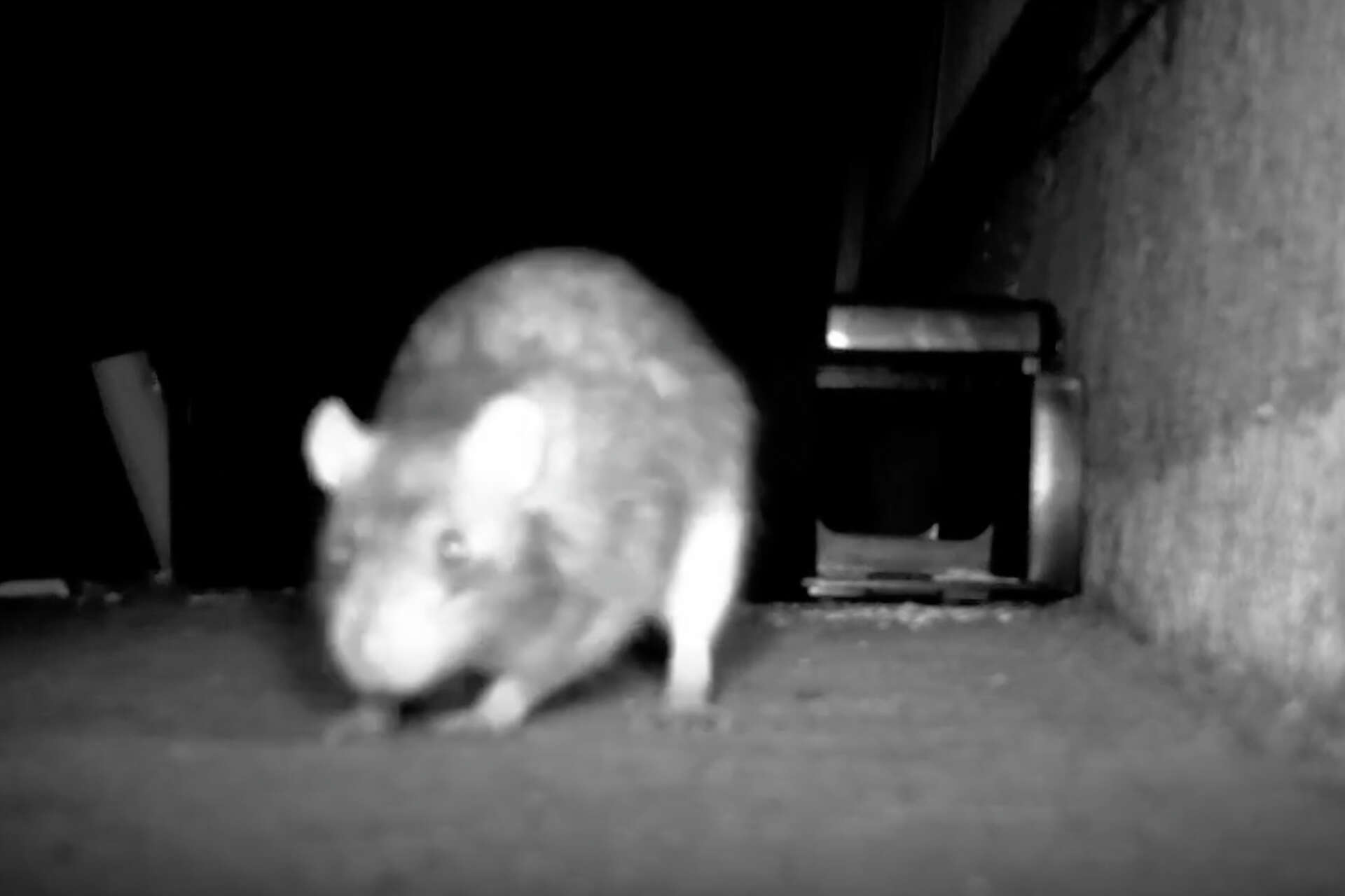 California should try this humane approach to curbing rats