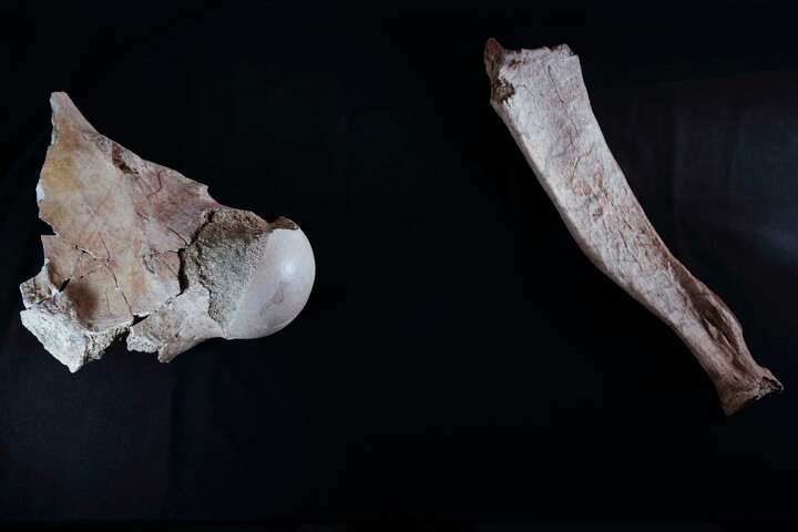 In California, a cluster of Ice Age fossils surface from heavy rain