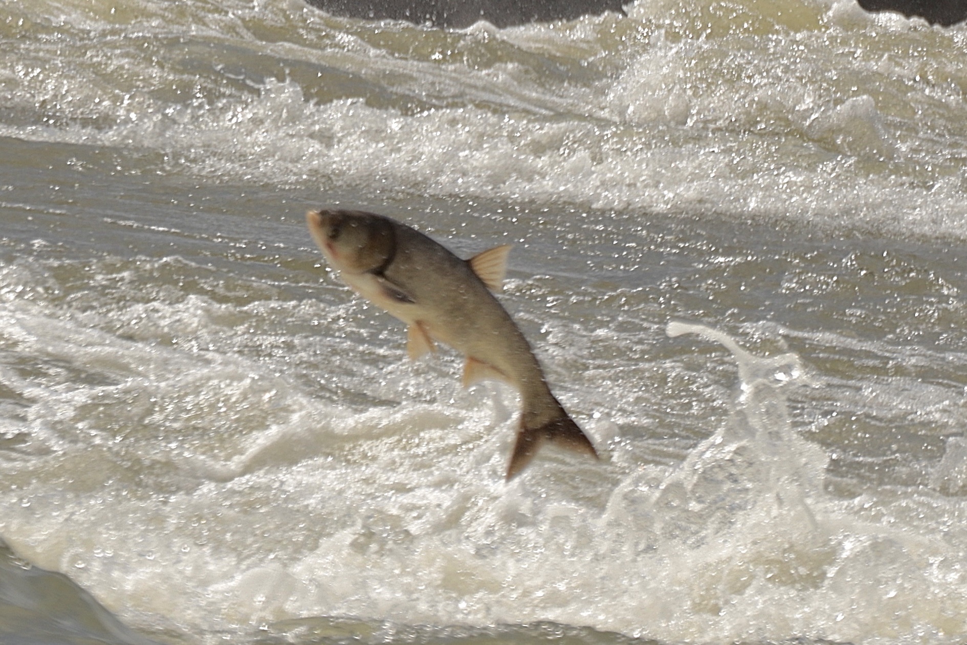 Invasive species in Michigan: turn carp into pet food