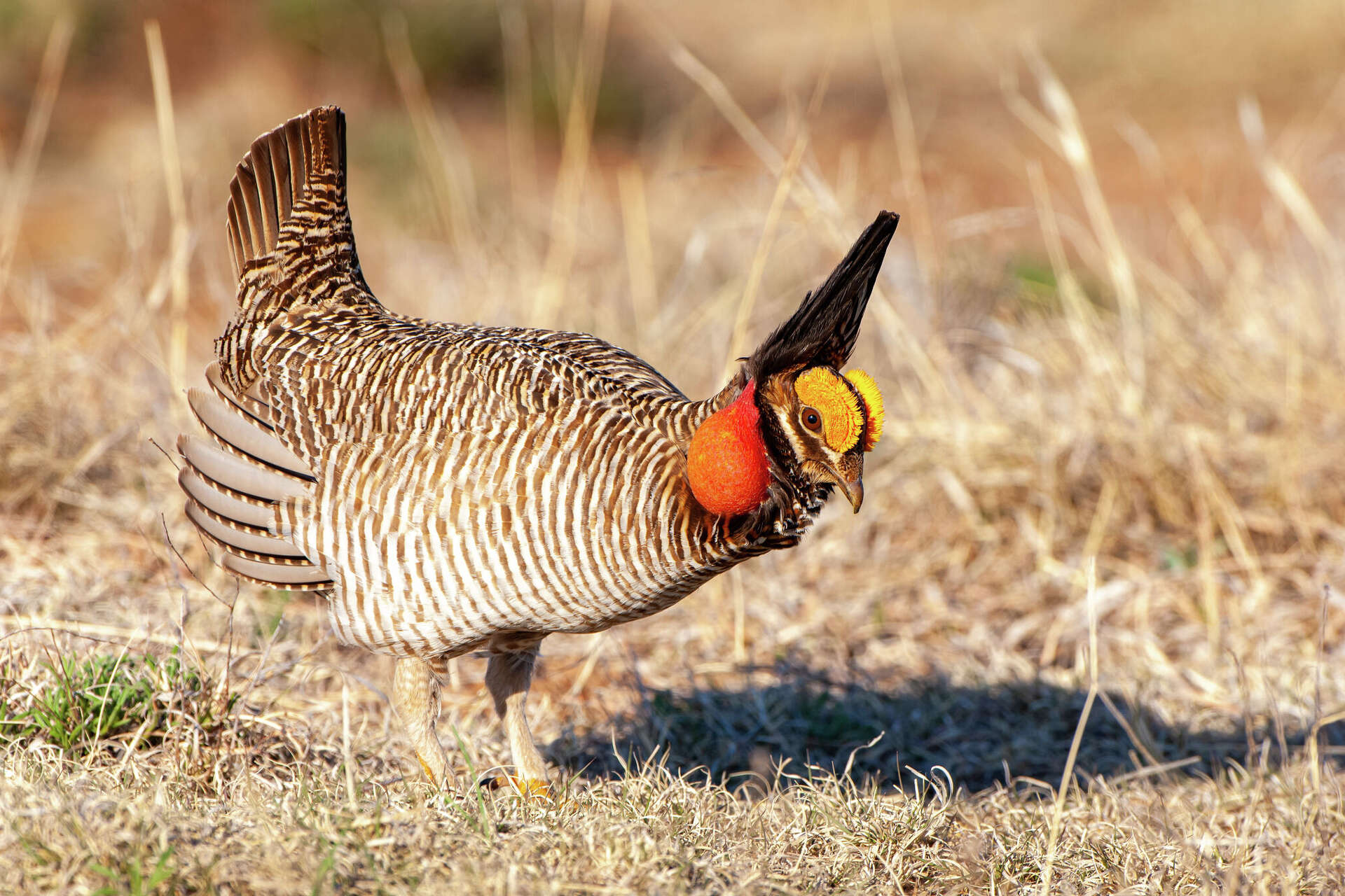 Texas overturned one federal wildlife protection. More may follow.