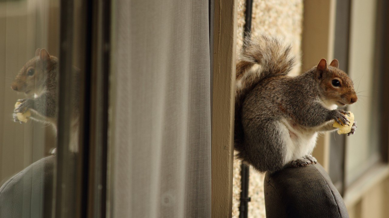 A Squirrel Invasion Can Threaten Your Home This Fall-Unless You're Prepared