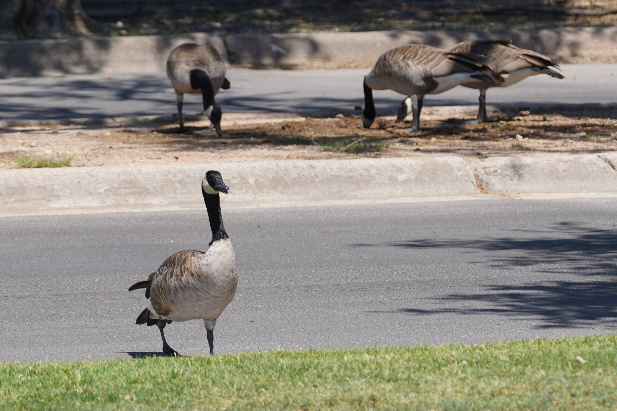 Canada geese in Midland stay put; experts explain why