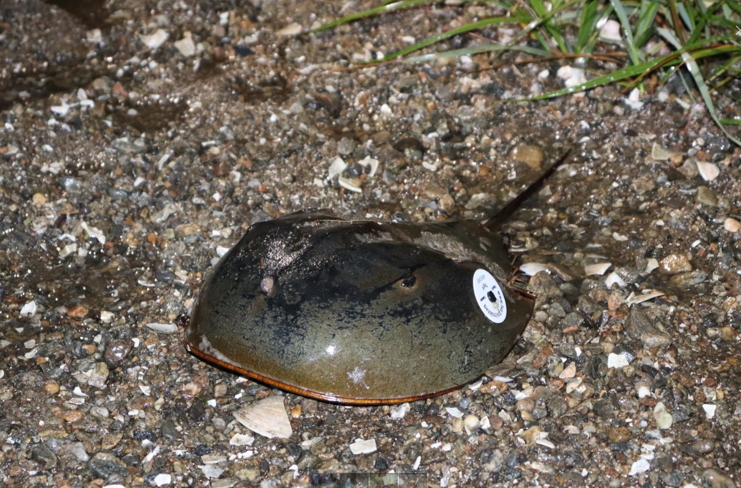 Chat with... New Canaan High School robotics team members Casey McCall ...