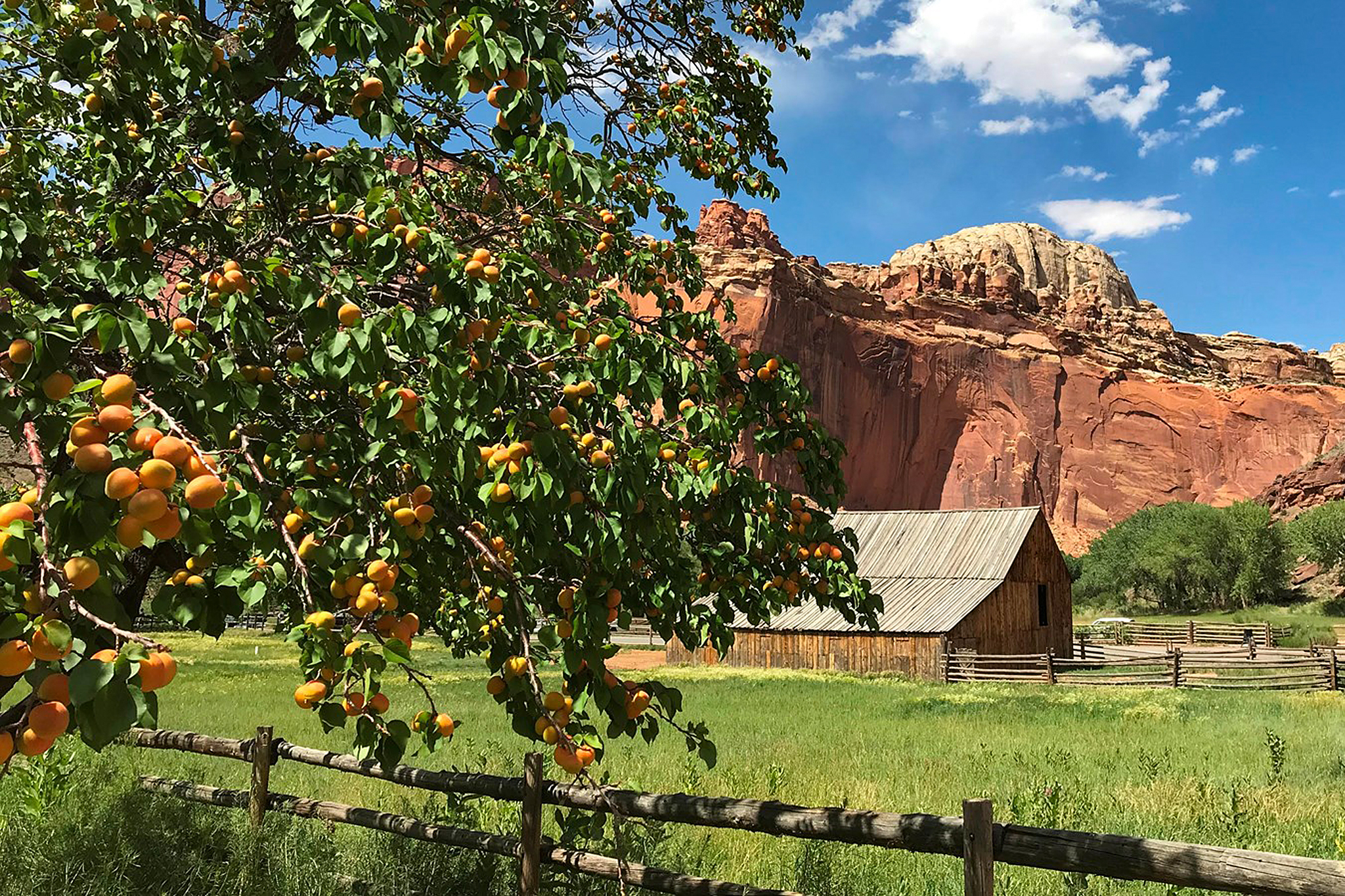 Climate change is killing Utah national park's unlikely, lush 'Eden'