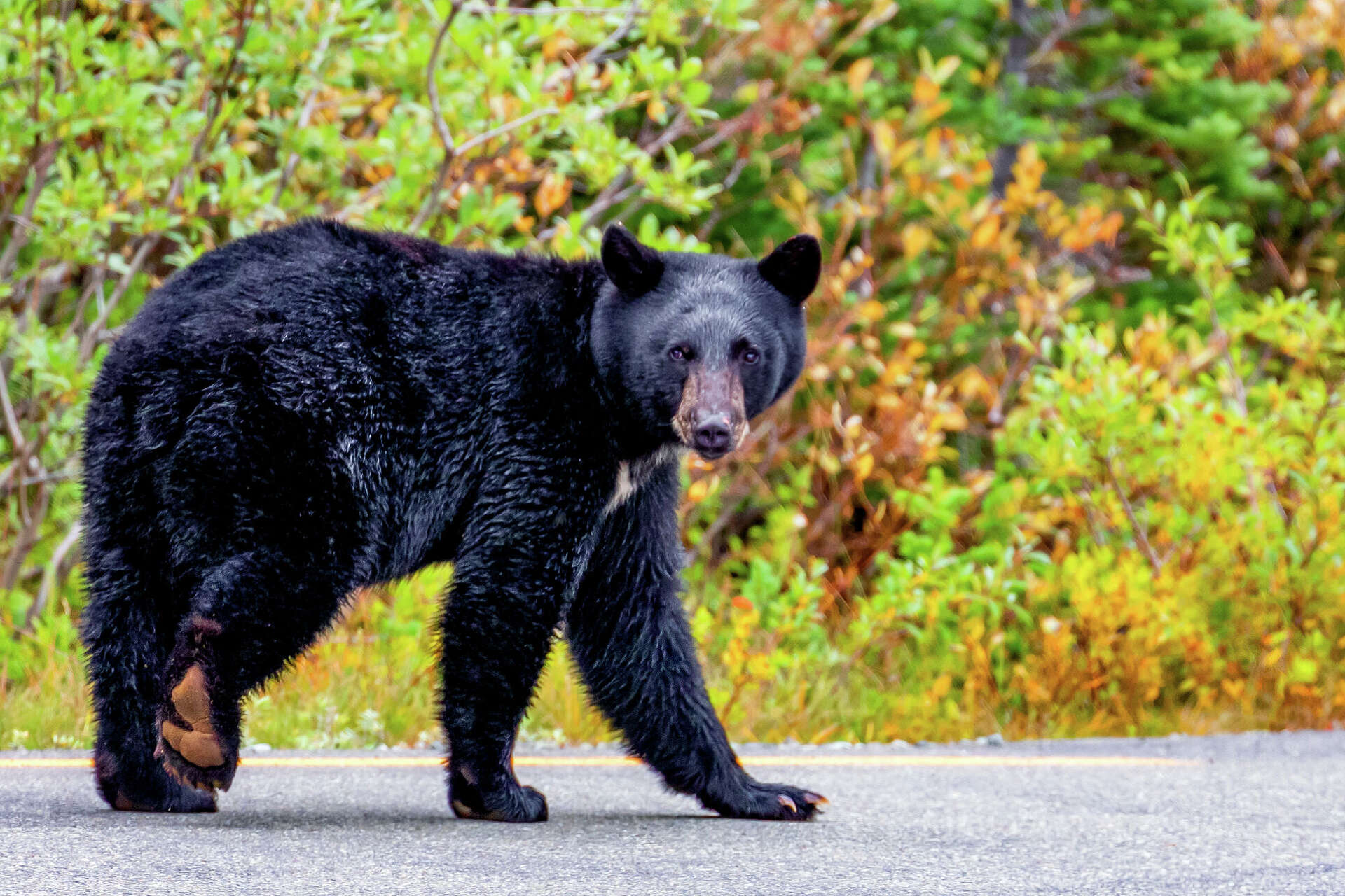 Missouri's 2025 bear season opens Oct. 18. Here are the rules.