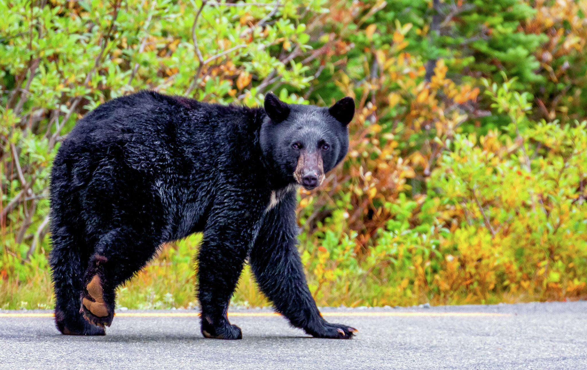 Missouri's 2025 bear season opens Oct. 18. Here are the rules.