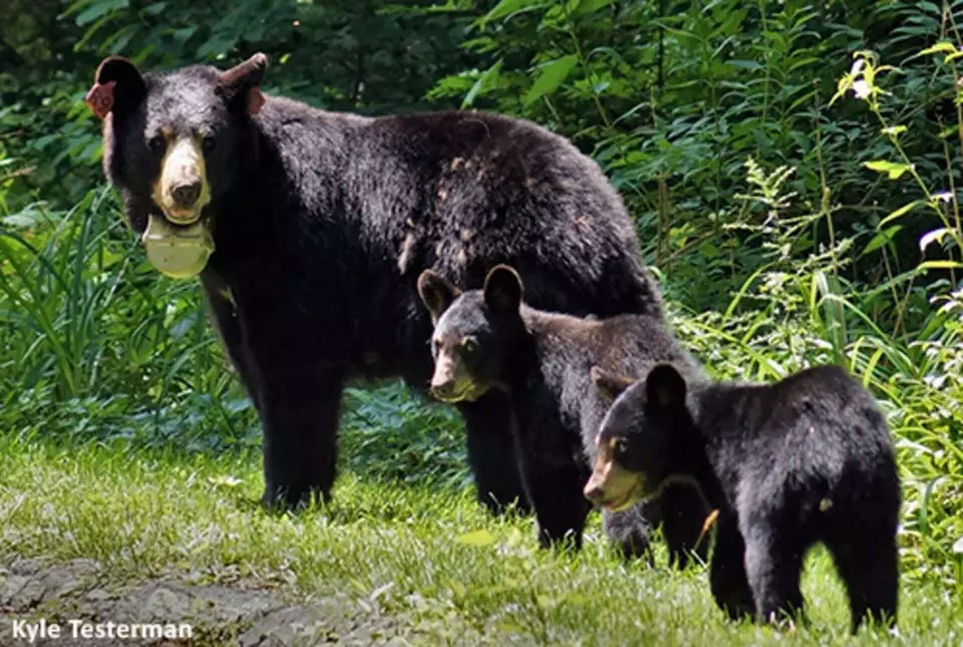 Granby dog came close to death after being mauled by bear, owner says