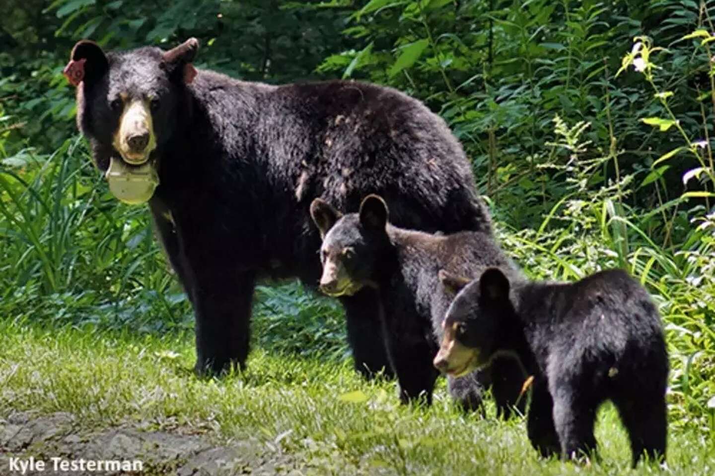 A hungry black bear broke into a Simsbury home looking for a snack