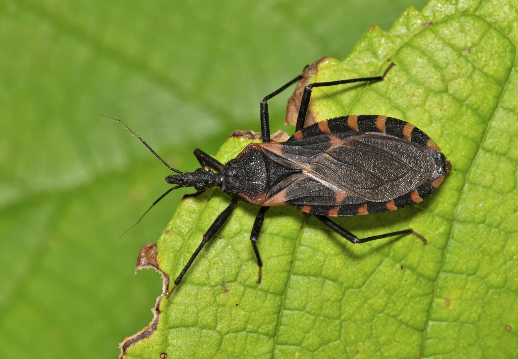 Chagas disease in U.S.: CDC urges awareness, surveillance