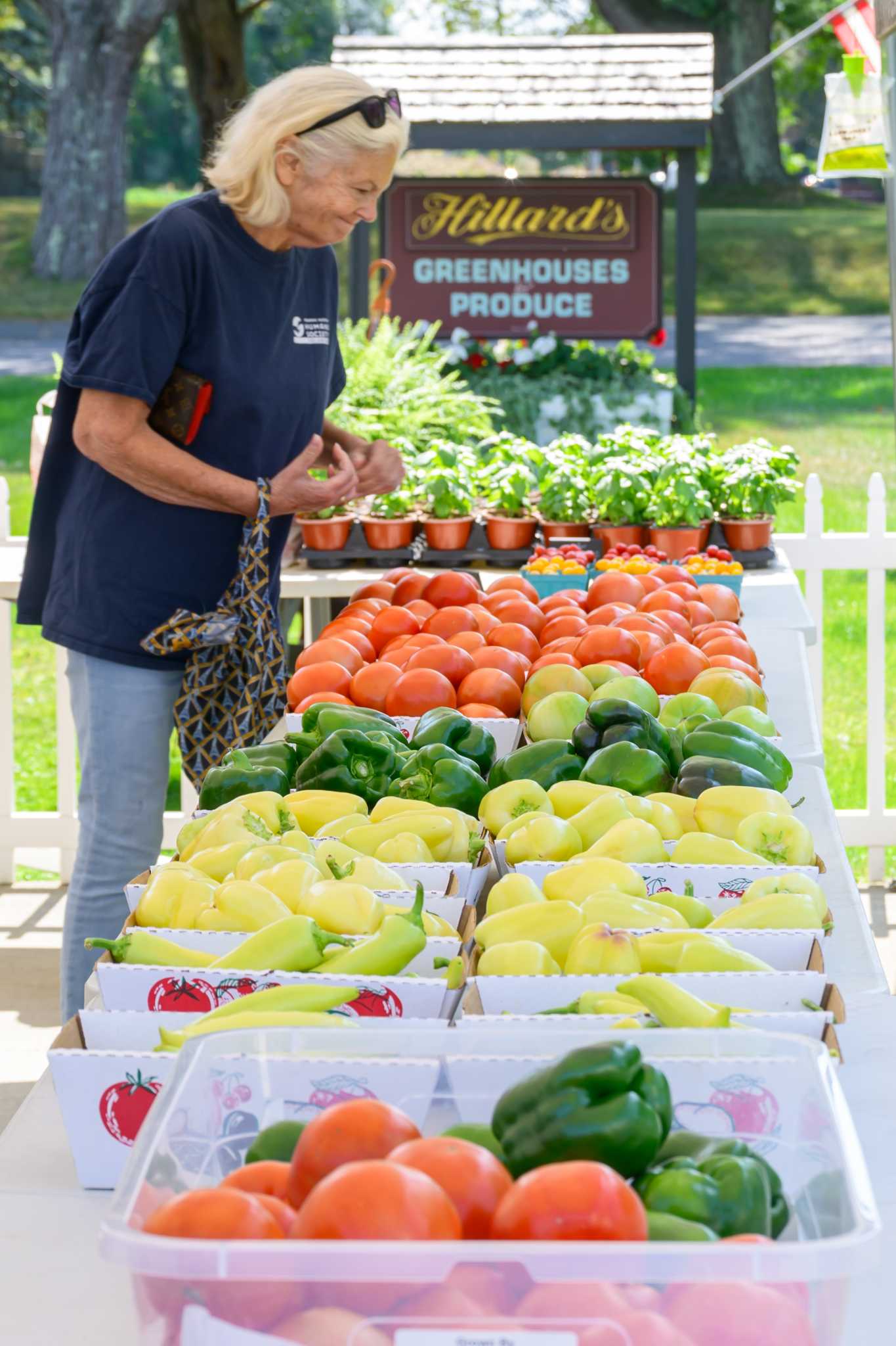 Photos: Colorful harvest
