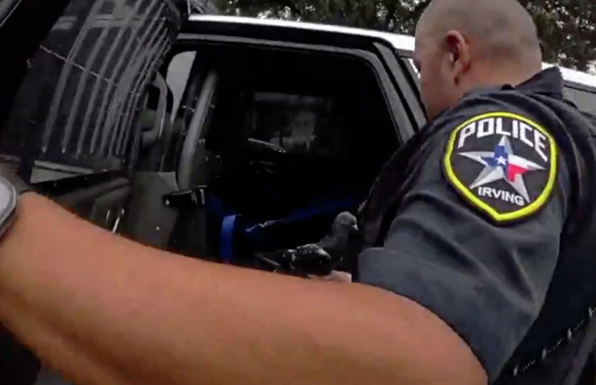 Blind pet pigeon Kevin recovered by Texas police
