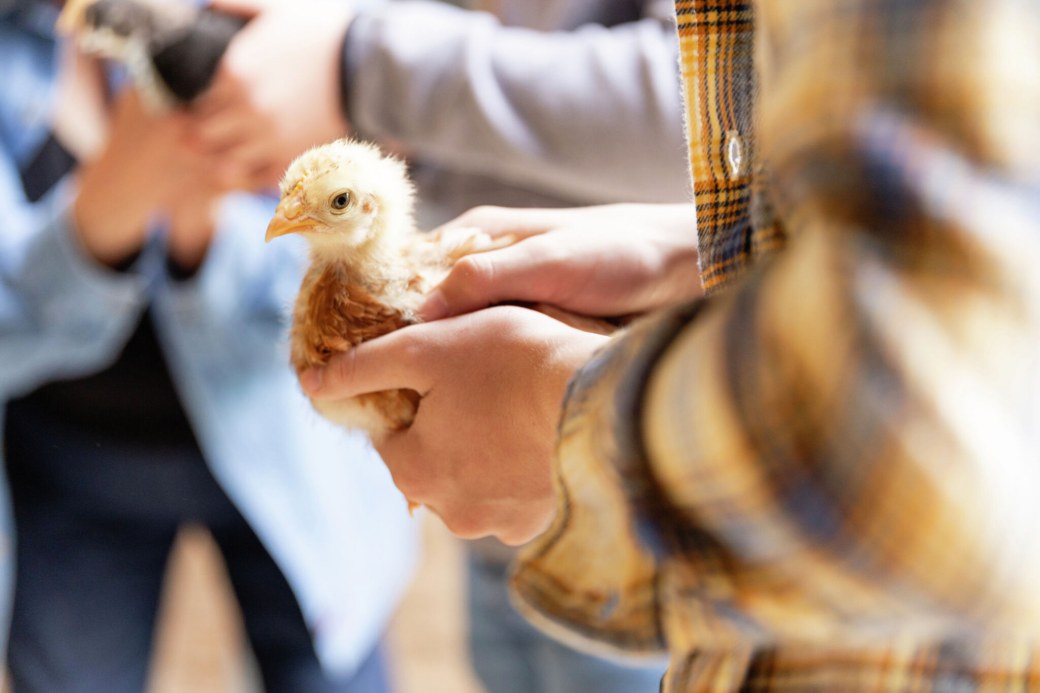 Alert: Supreme Court grants unusually quick hearing on whether ...