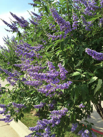 Texas gardening tips: Fix vitex blooms, boost crape myrtles