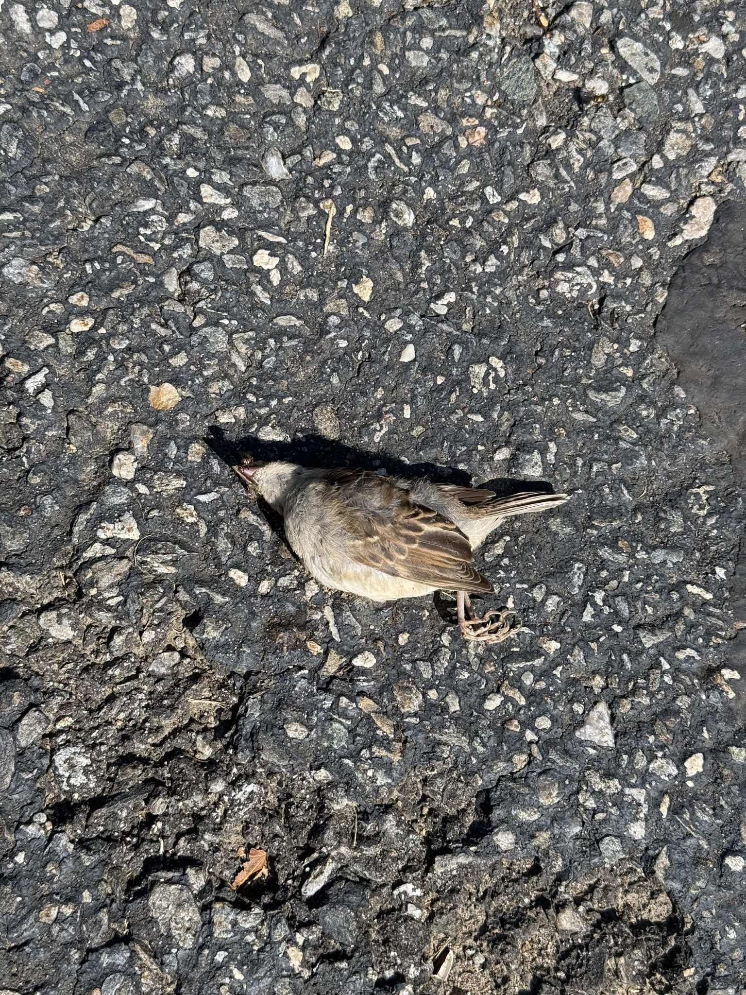 Milford residents say they've found at least a dozen dead birds