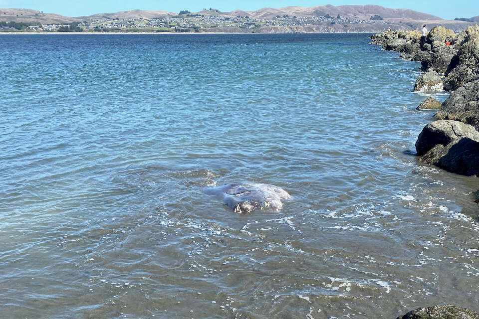 Enormous rare fish washes up on Bay Area beach