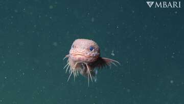 Bumpy snailfish: MBARI confirms new deep-sea species