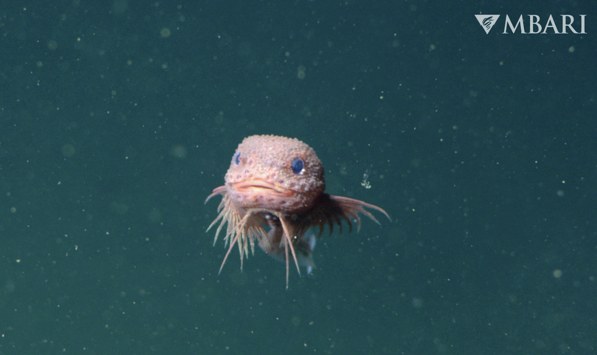 Bumpy snailfish: MBARI confirms new deep-sea species