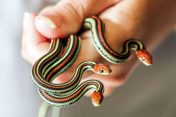 S.F. Bay Area has an extremely beautiful snake. Can it be saved?