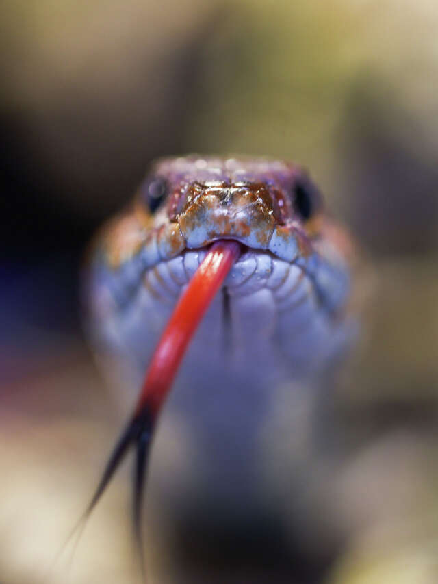 S.F. Bay Area has an extremely beautiful snake. Can it be saved?