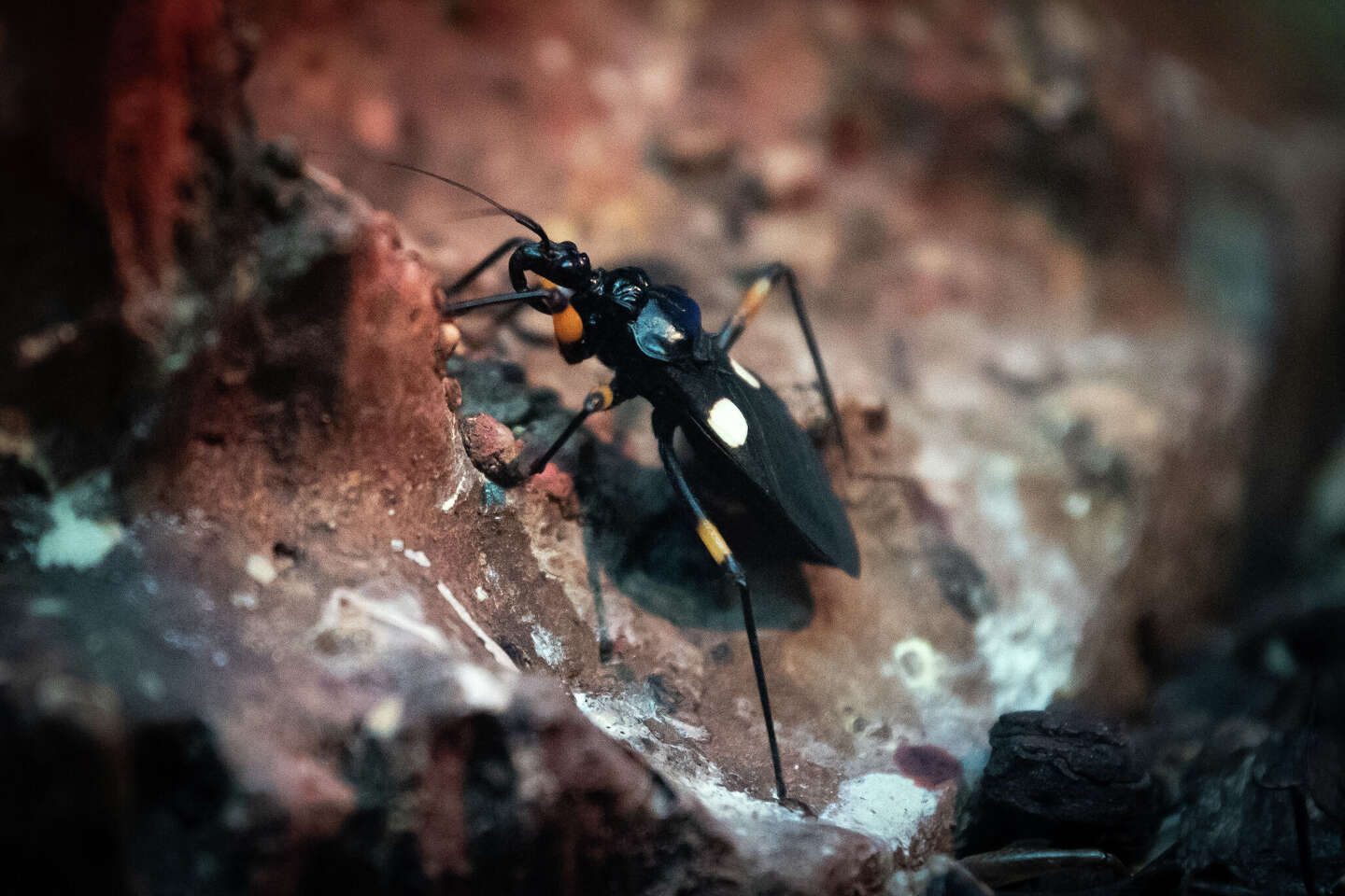 'Kissing bug' disease is spreading in the U.S. What Texans should know