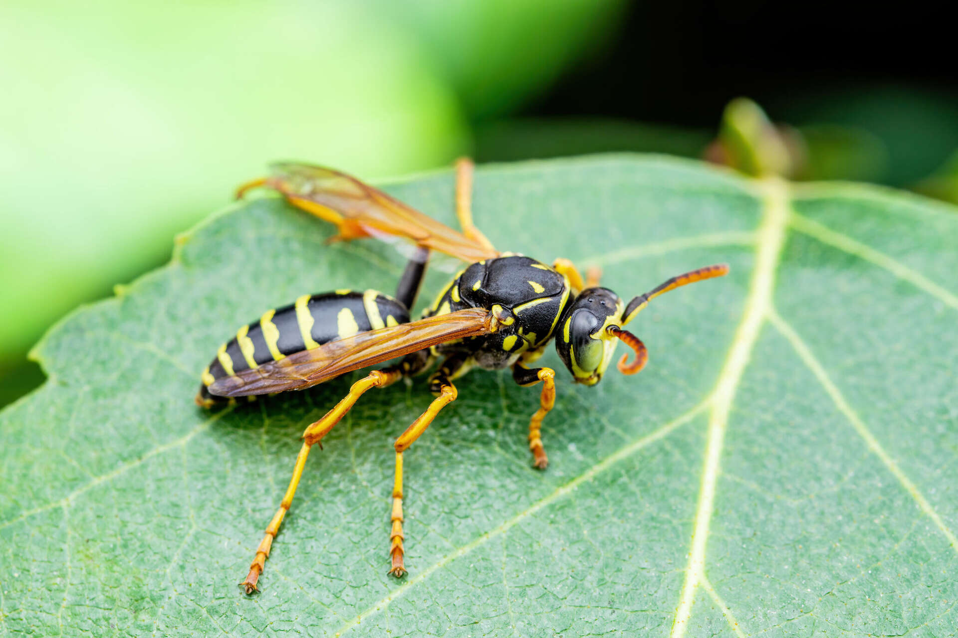 Yellowjacket populations on the rise in CT. Here's how to prevent them