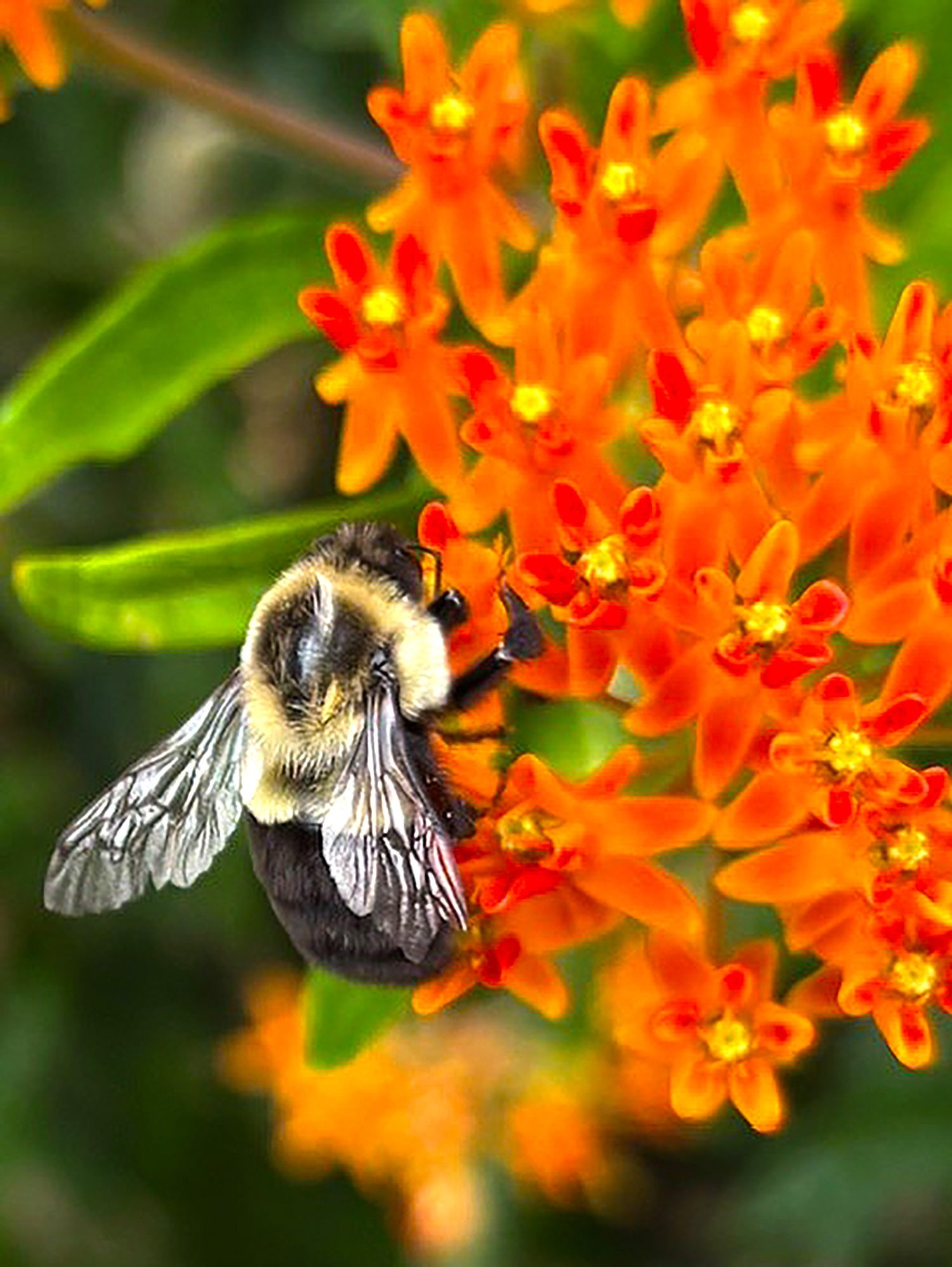 Reader photo: Busy bee