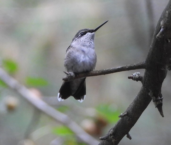 Weekend Wildlife: Hummingbirds, the ruby-throated gem