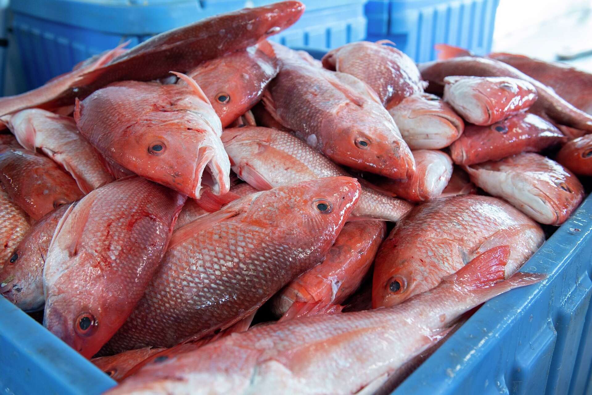 Is this prized Texas sport fish having a bad year in the Gulf?