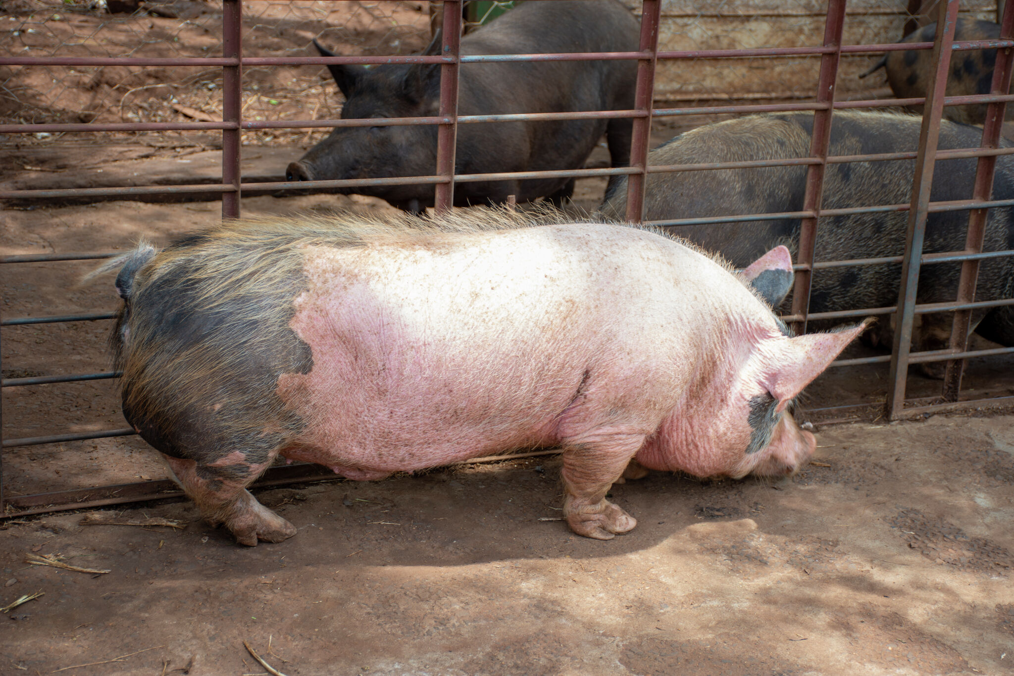 State pork producers association launches apprenticeship program