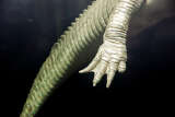 San Francisco albino alligator Claude's cause of death revealed
