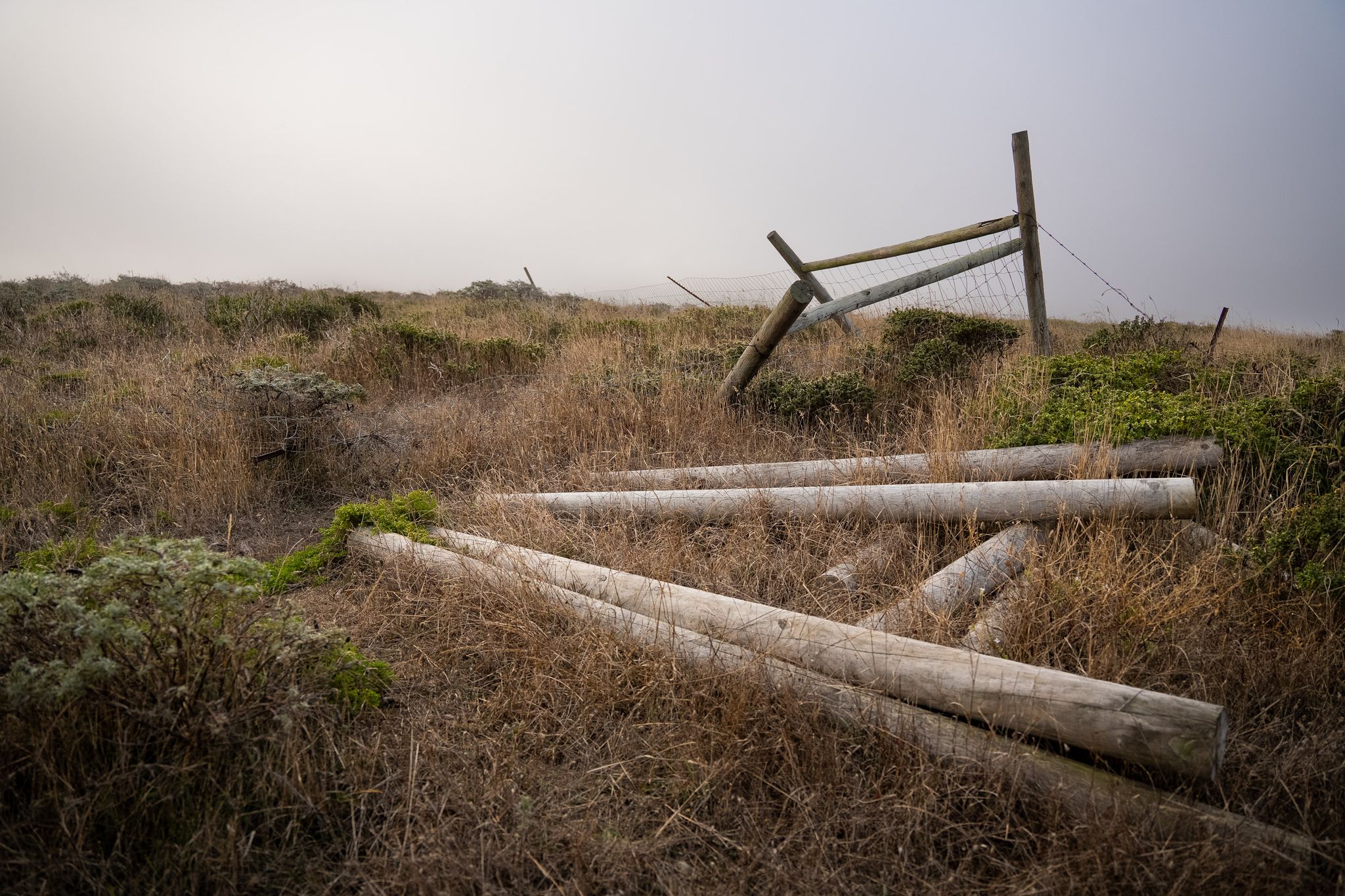 Marin Co.: Grant Funds Next Steps For Restoration Of Point Reyes ...