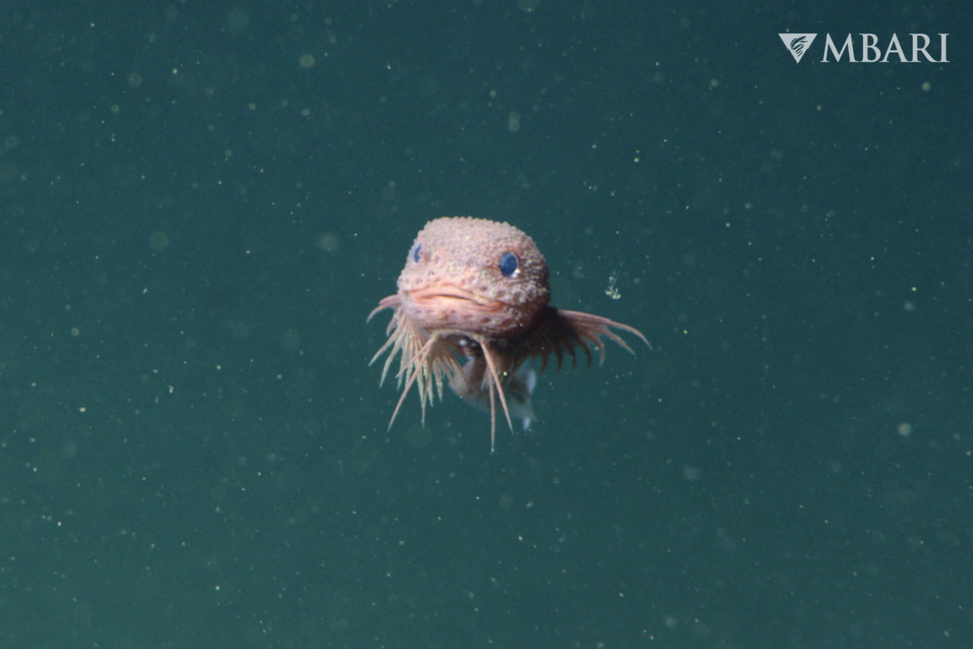 'Exciting' deep sea discovery found off the California coast