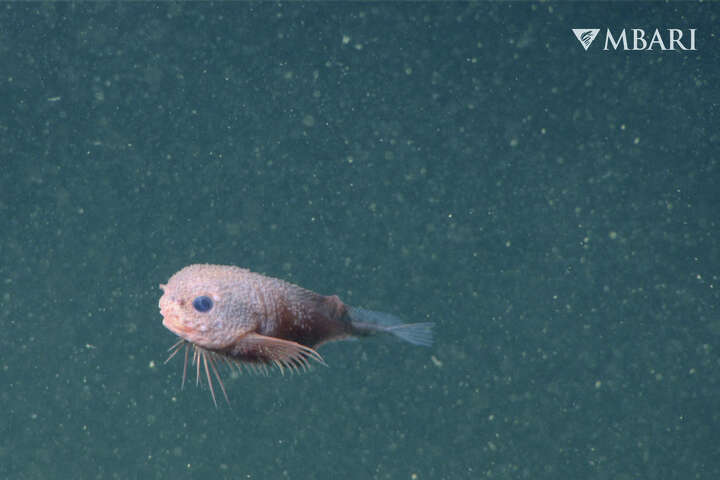 'Exciting' deep sea discovery found off the California coast
