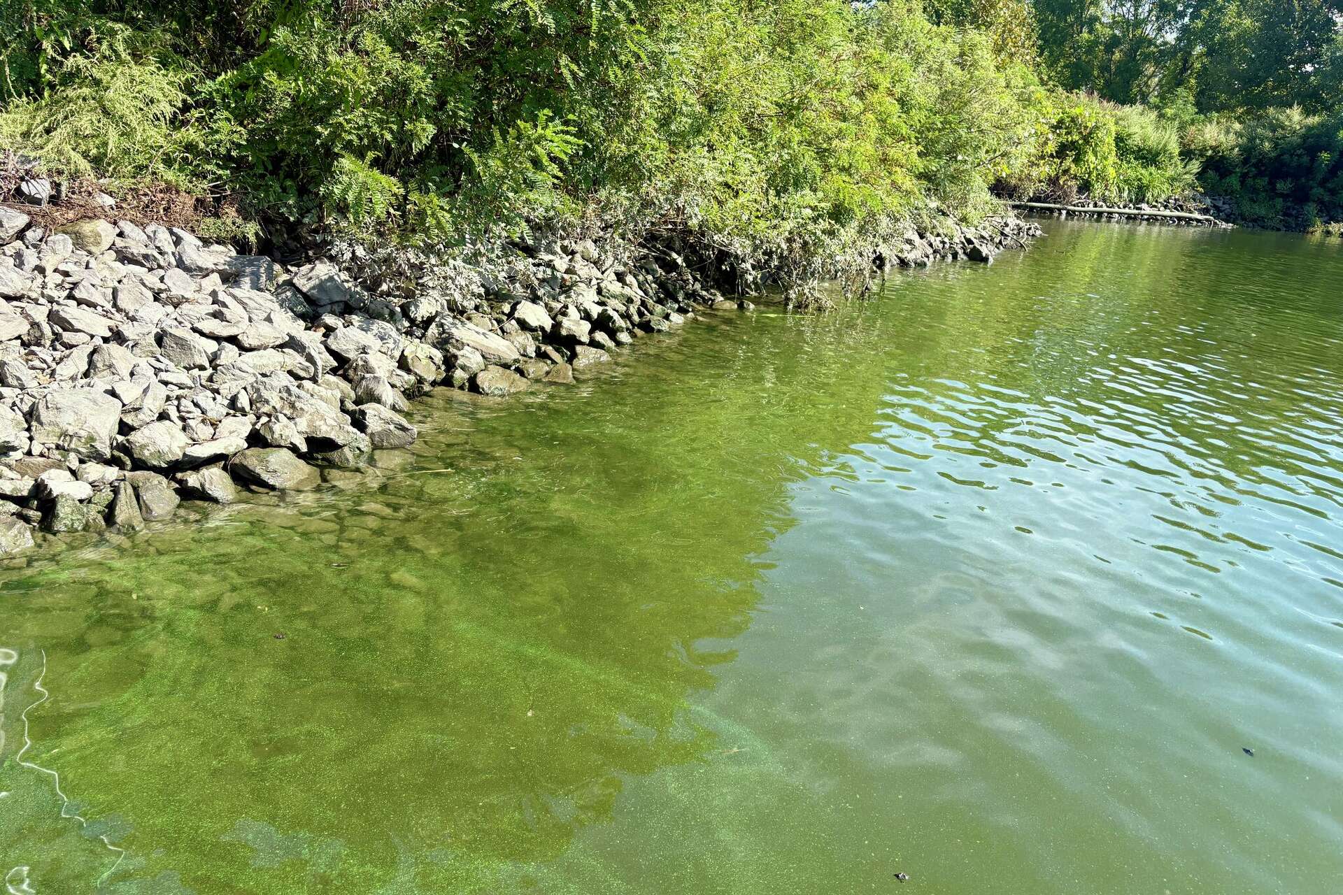 Hudson River toxic algal bloom is largest in 40 years