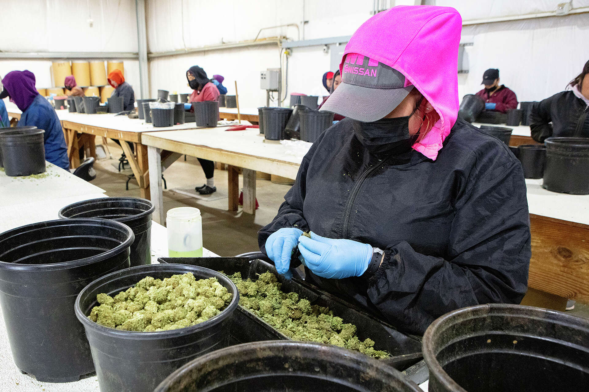 Cannabis: Bay Area marijuana coverage