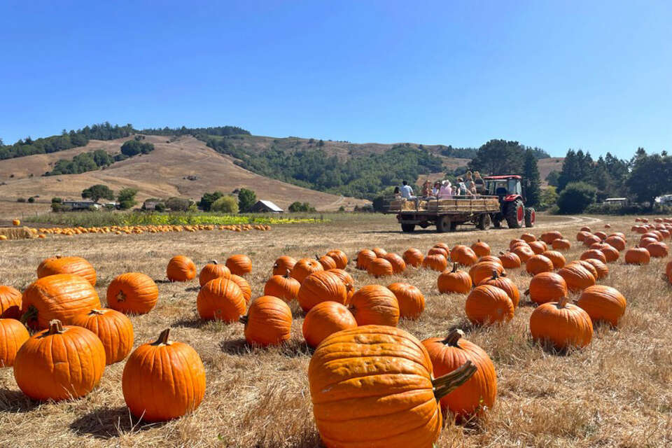 Where to find the best Bay Area Pumpkin Patches in 2025