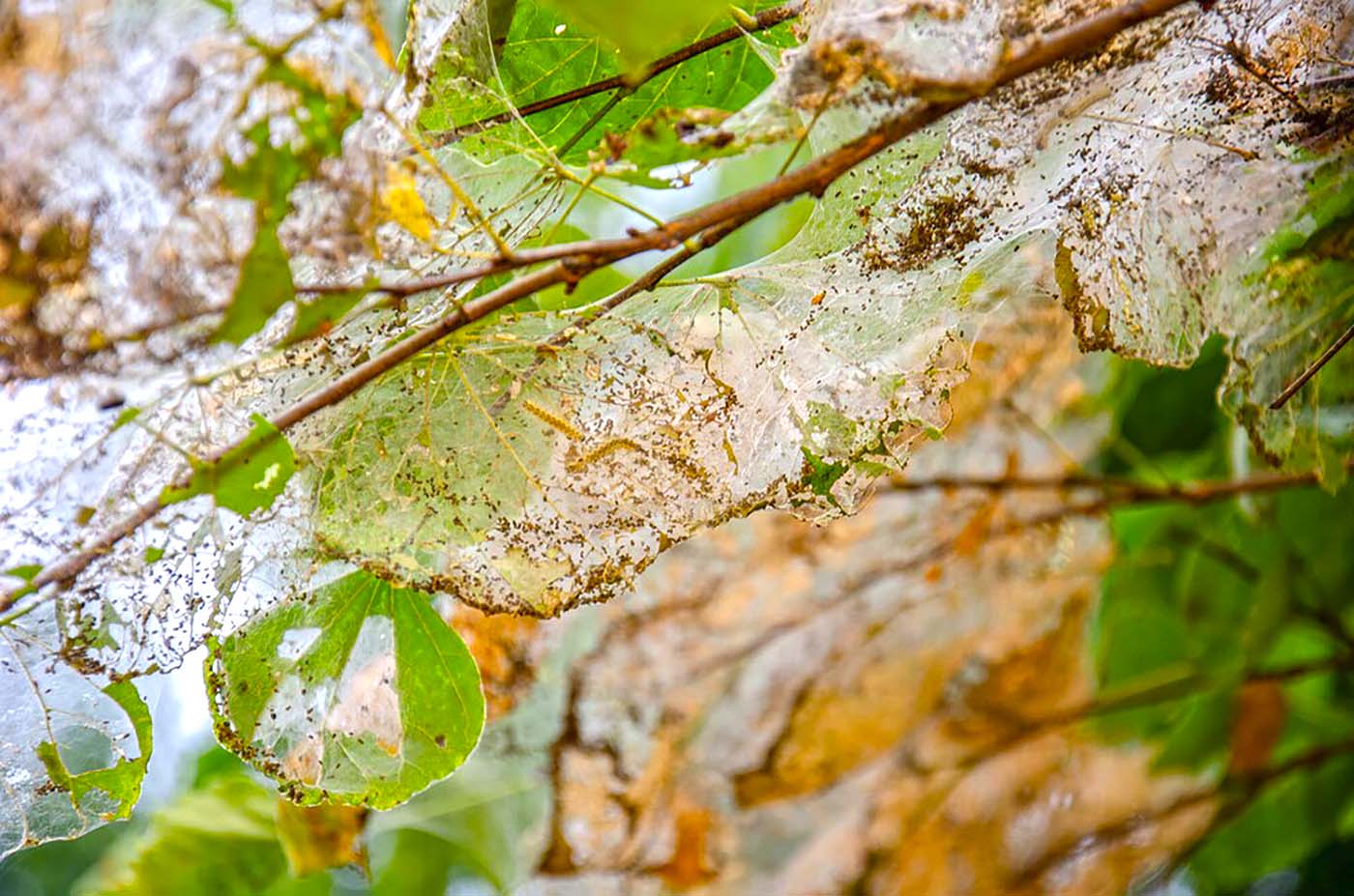 The life and impact of fall webworms