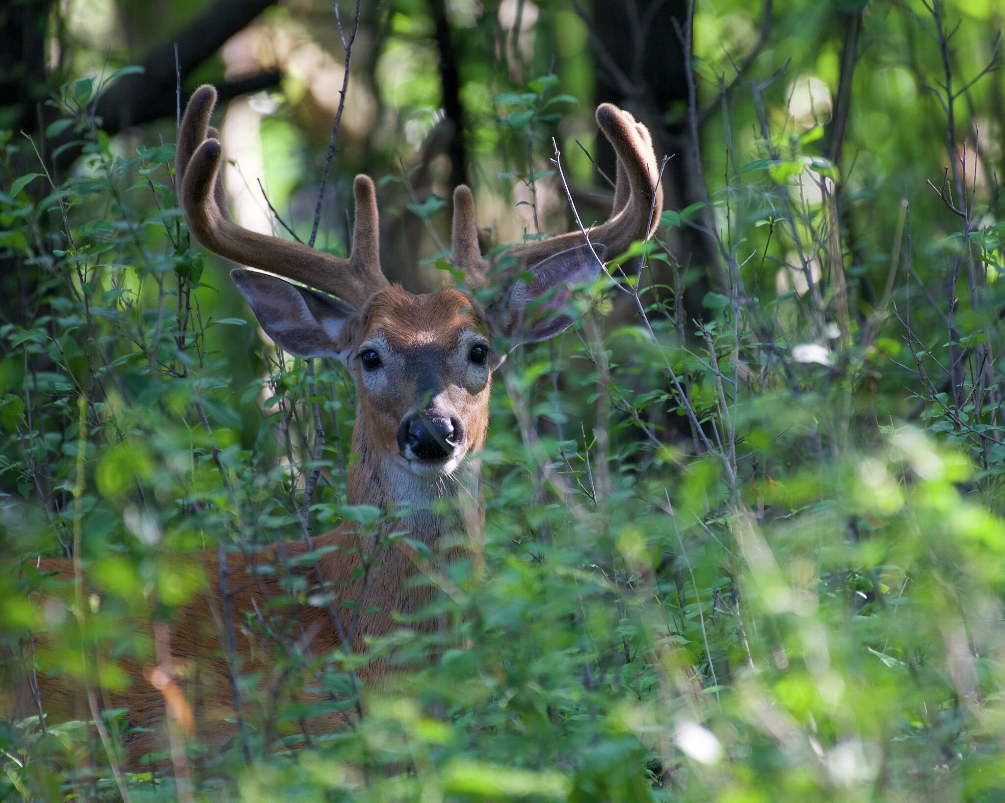 Michigan residents warned not to eat deer from Northern Michigan area