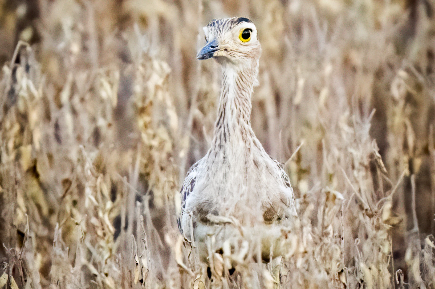 Rare bird sightings are on the rise in Texas—but why?