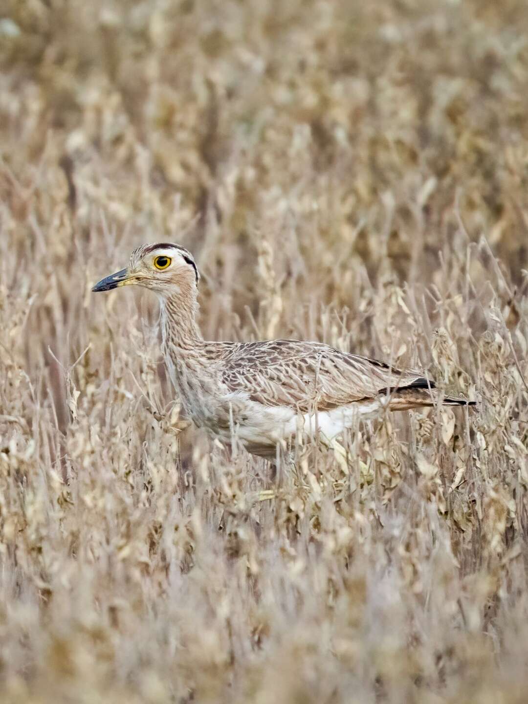 Spotted in Texas: A bird so rare it's only been seen here once before