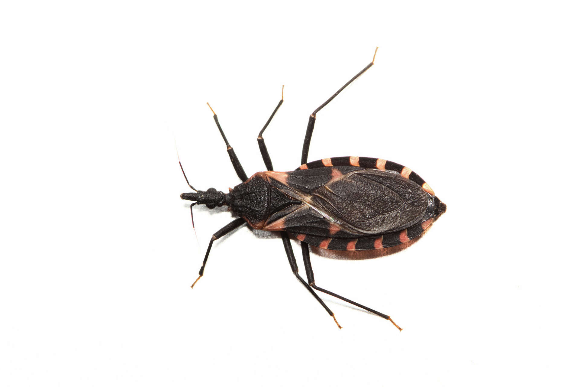 Chagas disease: CDC urges endemic status; what to know in Michigan