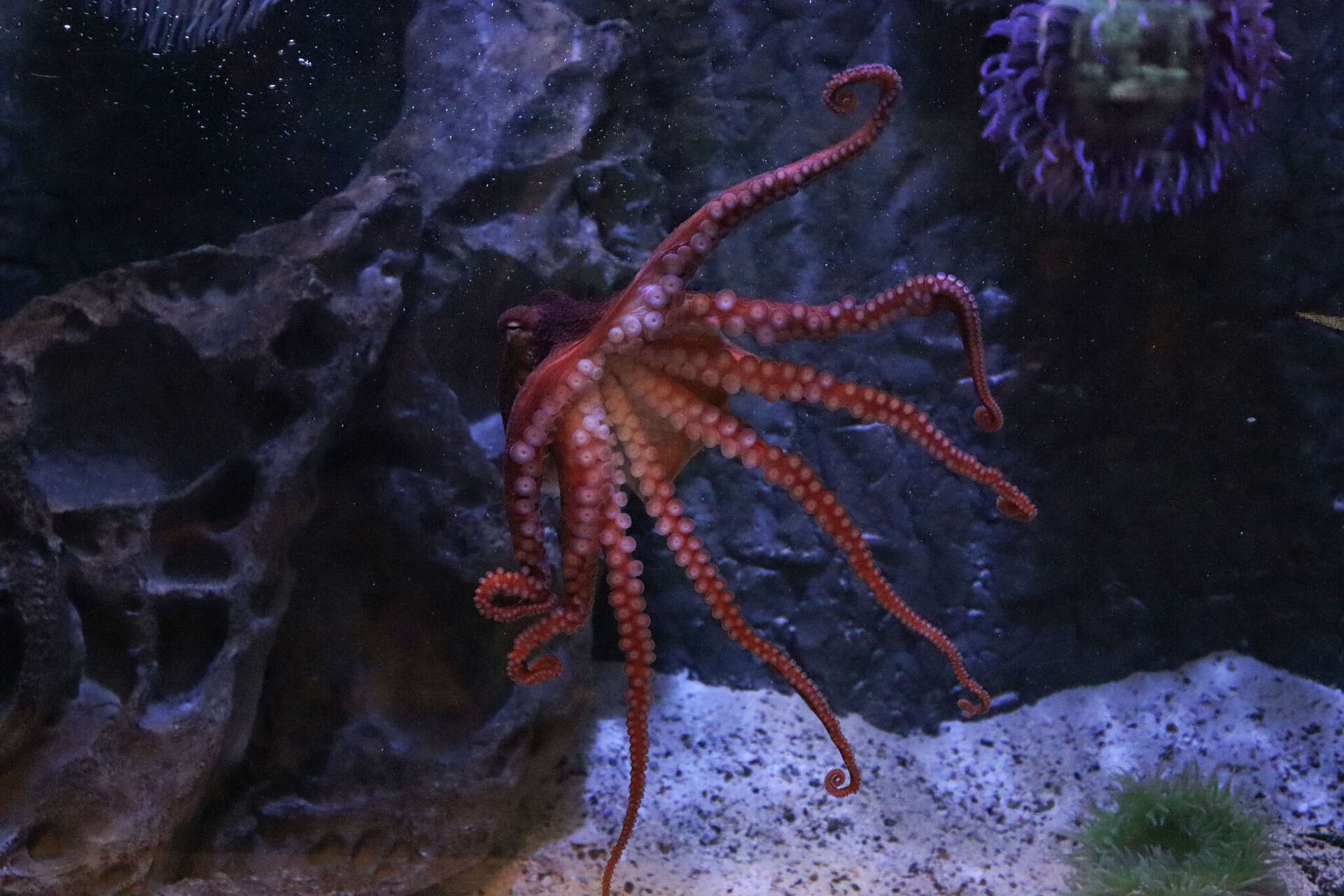 Maritime Aquarium gets a new giant Pacific octopus after old one dies