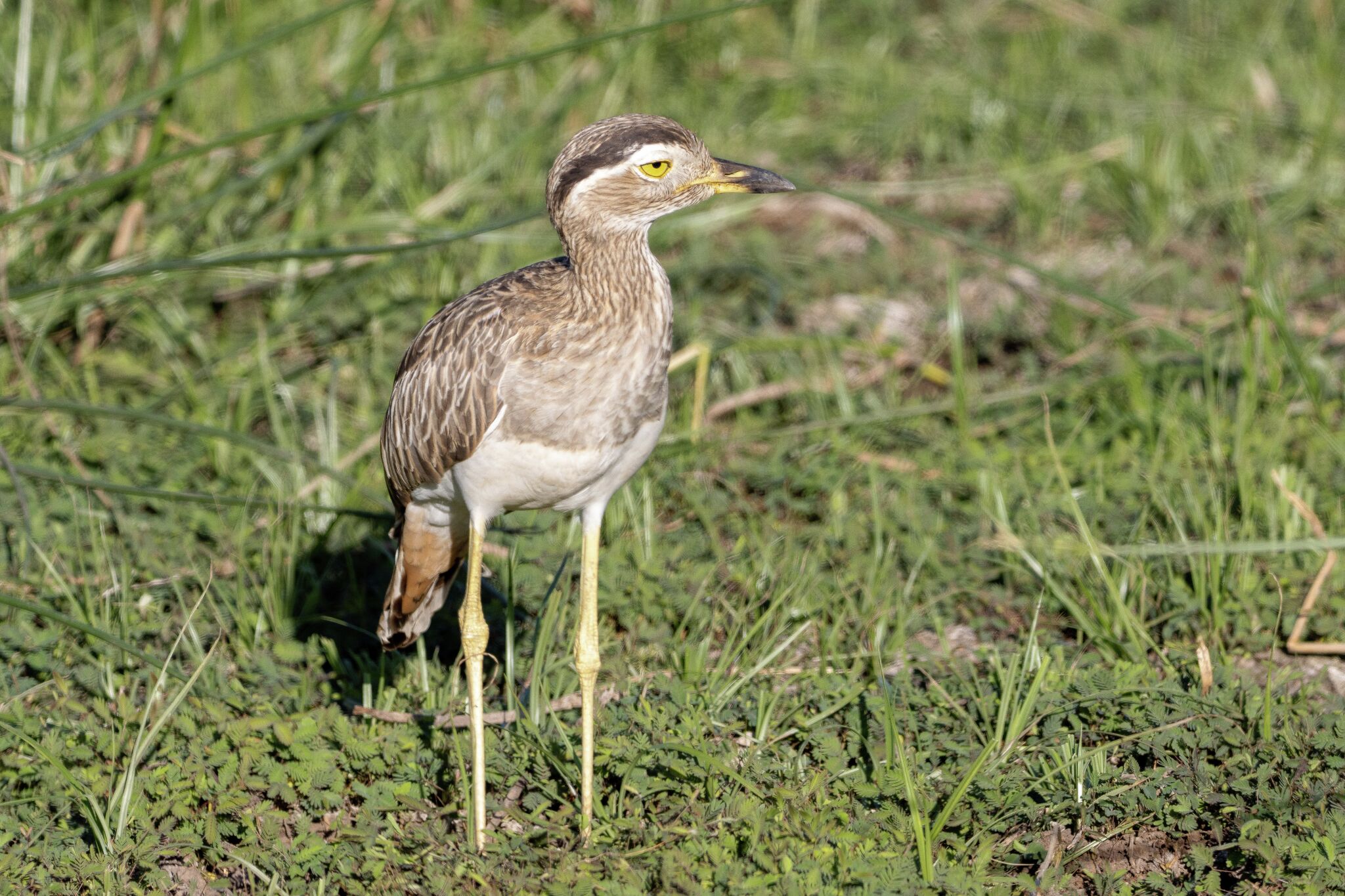 Everything to know about the rare double-striped thick-knee