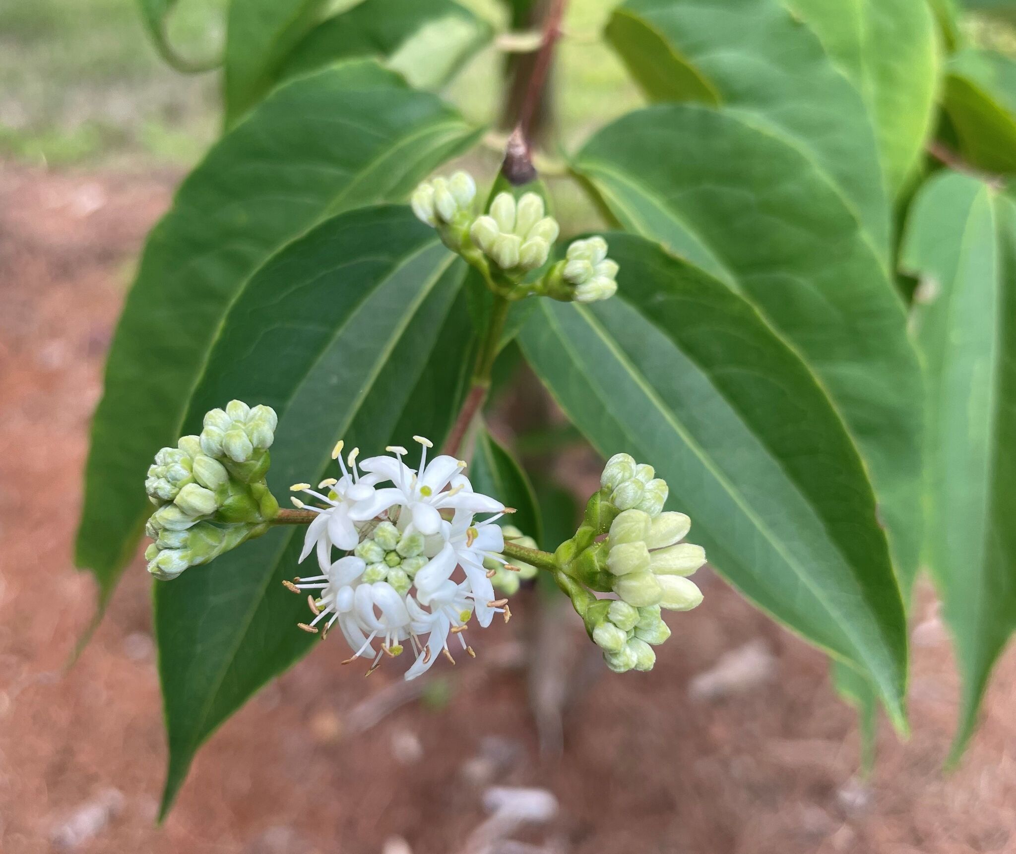 Fall flowering shrubs?