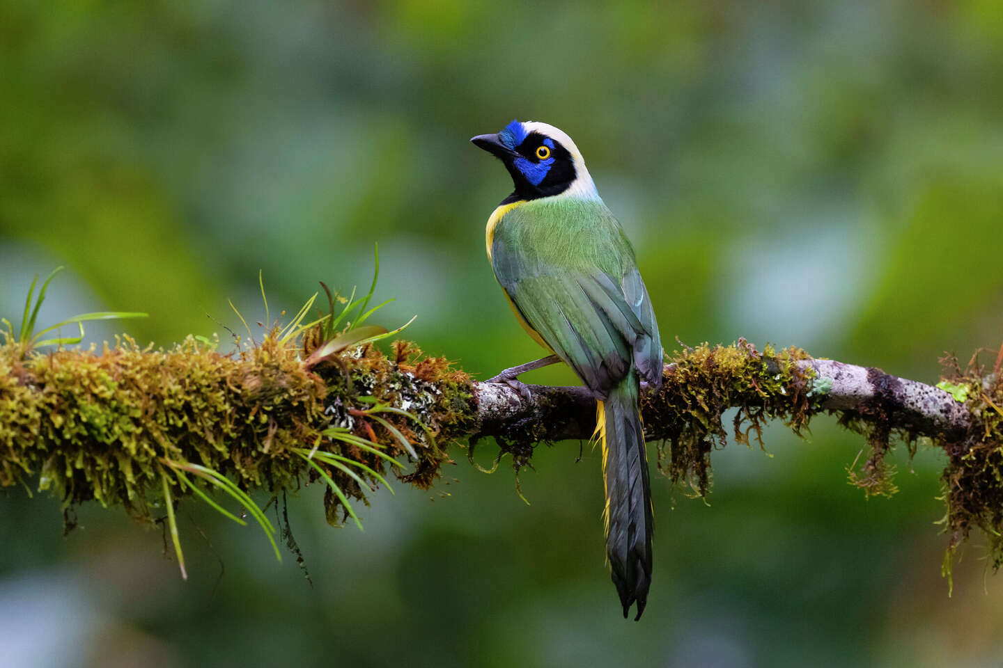 Texas birdwatcher discovers shocking new hybrid species