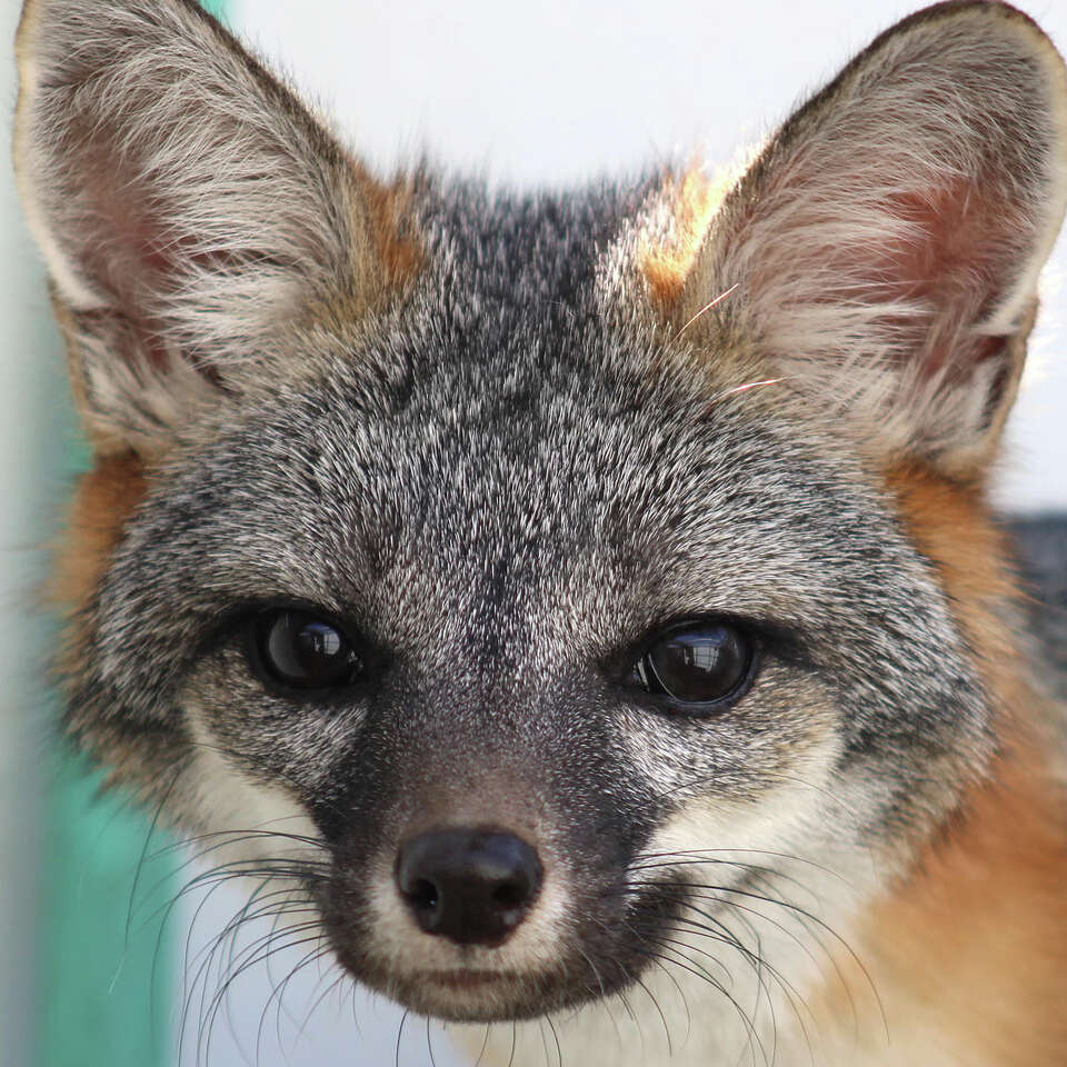 Why Californians are becoming obsessed with this thriving predator