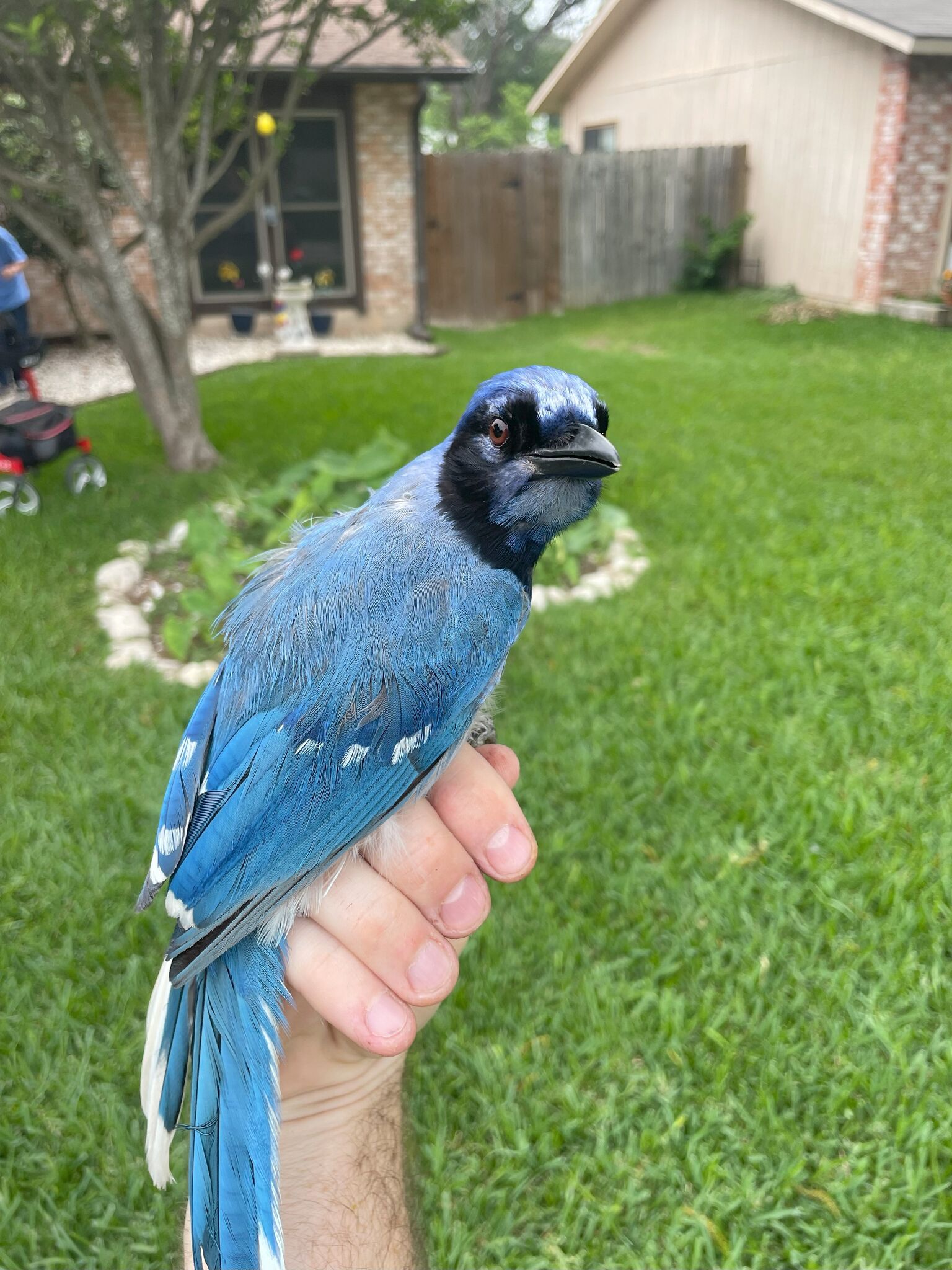 What do you get when blue jays and green jays mate? A whole new bird.