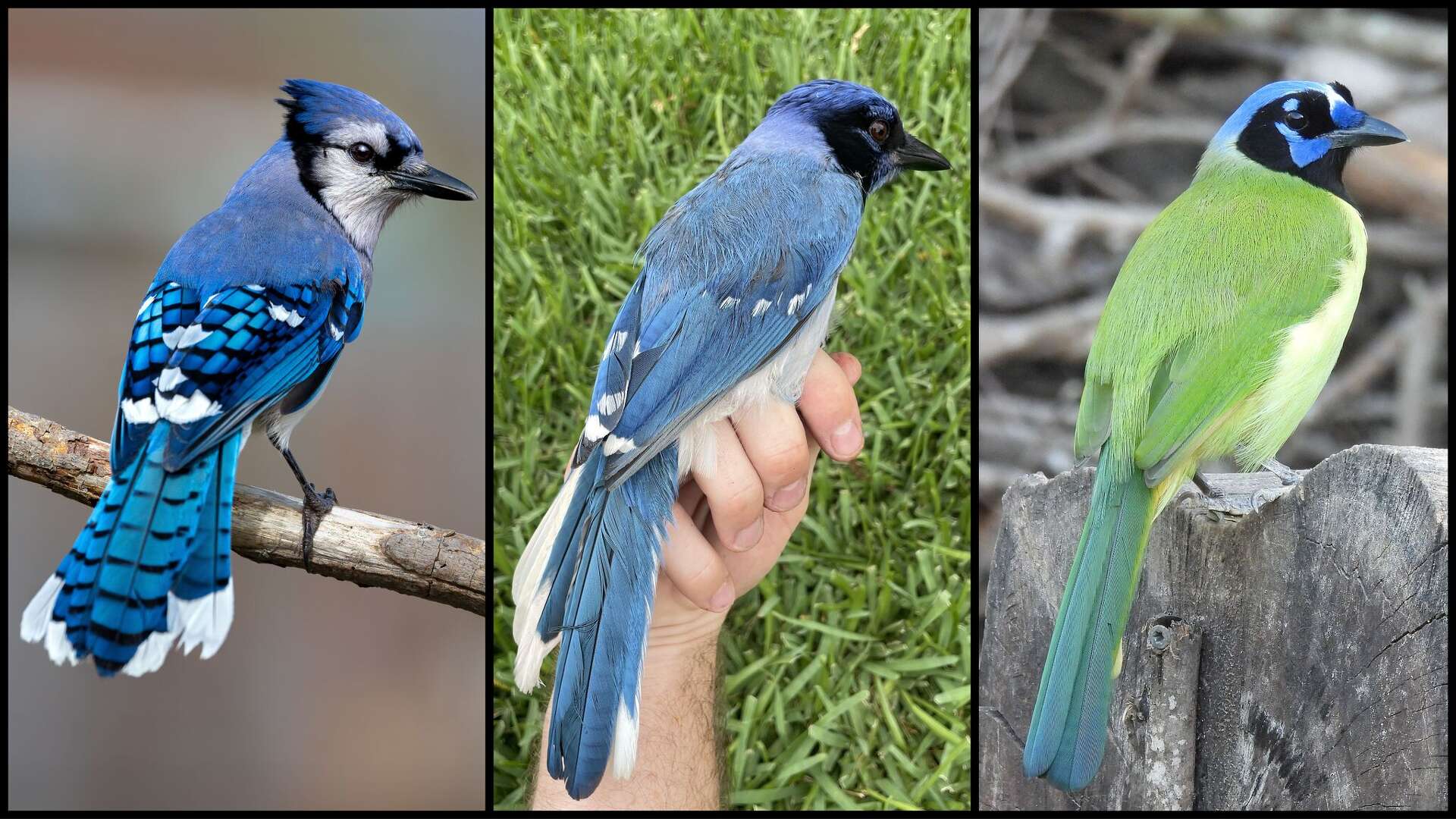 What do you get when blue jays and green jays mate? A whole new bird.